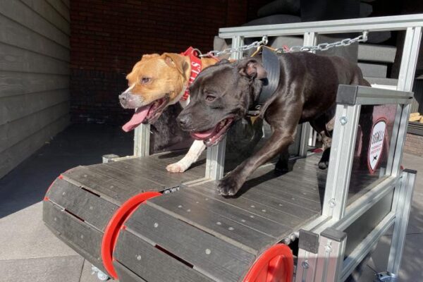 Training muscle strength with a dog treadmill – Dogmills